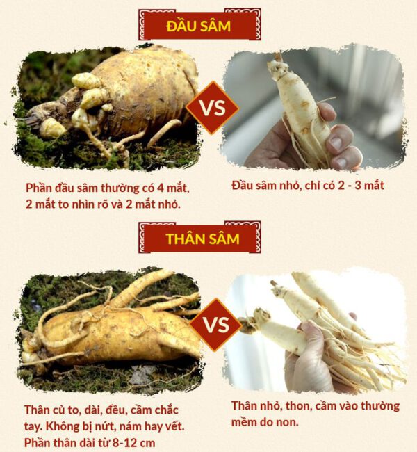 Hướng dẫn 4 cách nhận biết nhân sâm tươi hàn quốc thật giả | Công ty ...